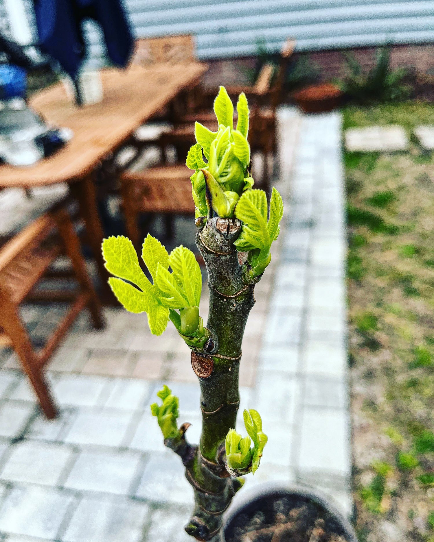 Collections – Phil's Figs