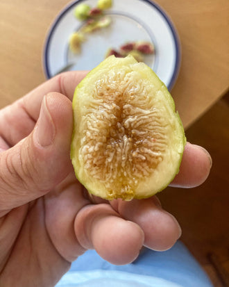 The Best Fig Trees from Across the World. – Phil's Figs