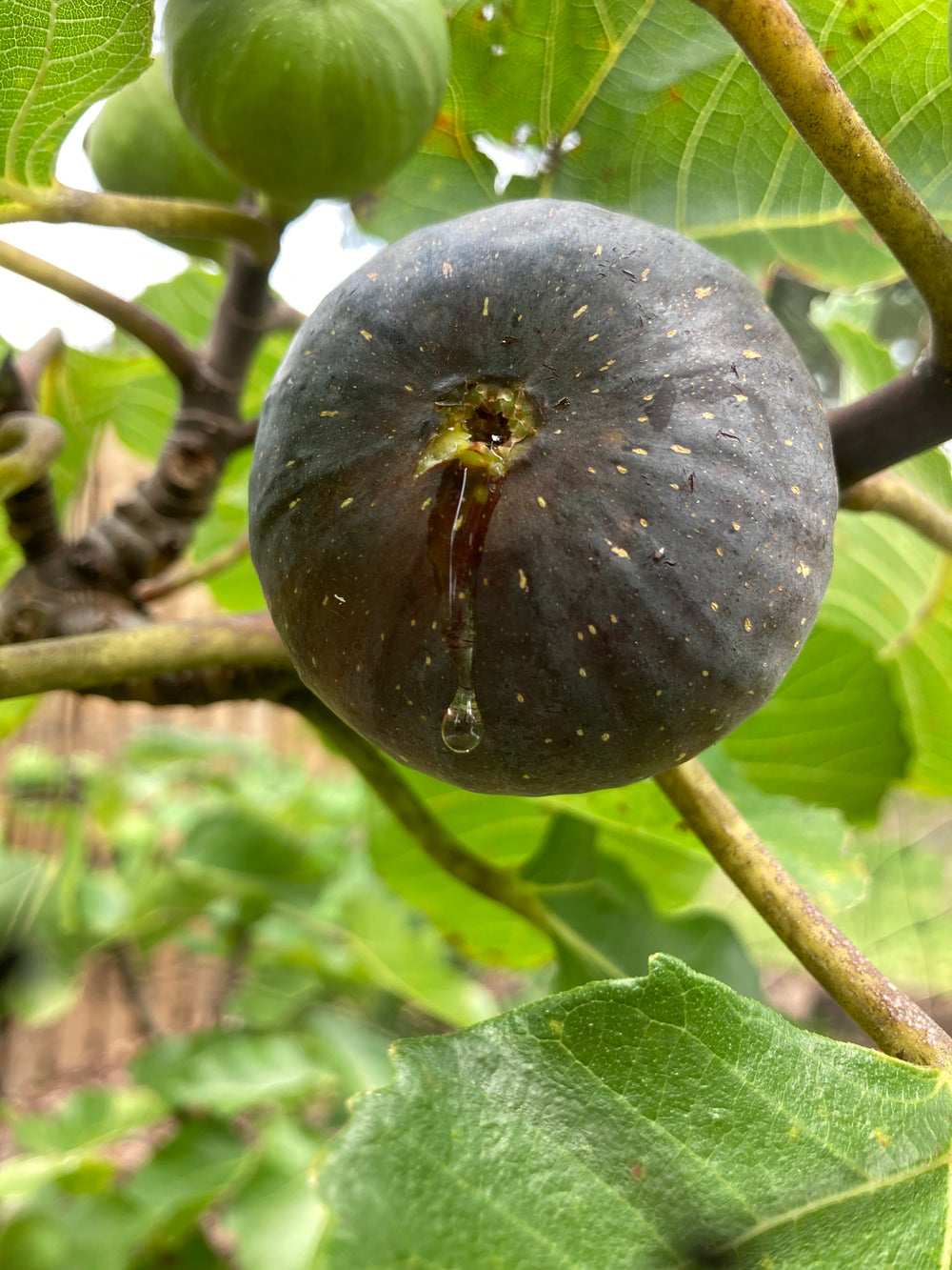 The Best Fig Trees from Across the World. – Phil's Figs