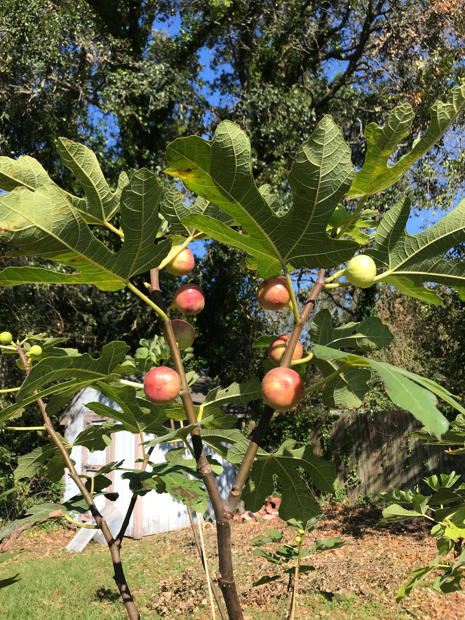 Products – Page 2 – Phil's Figs