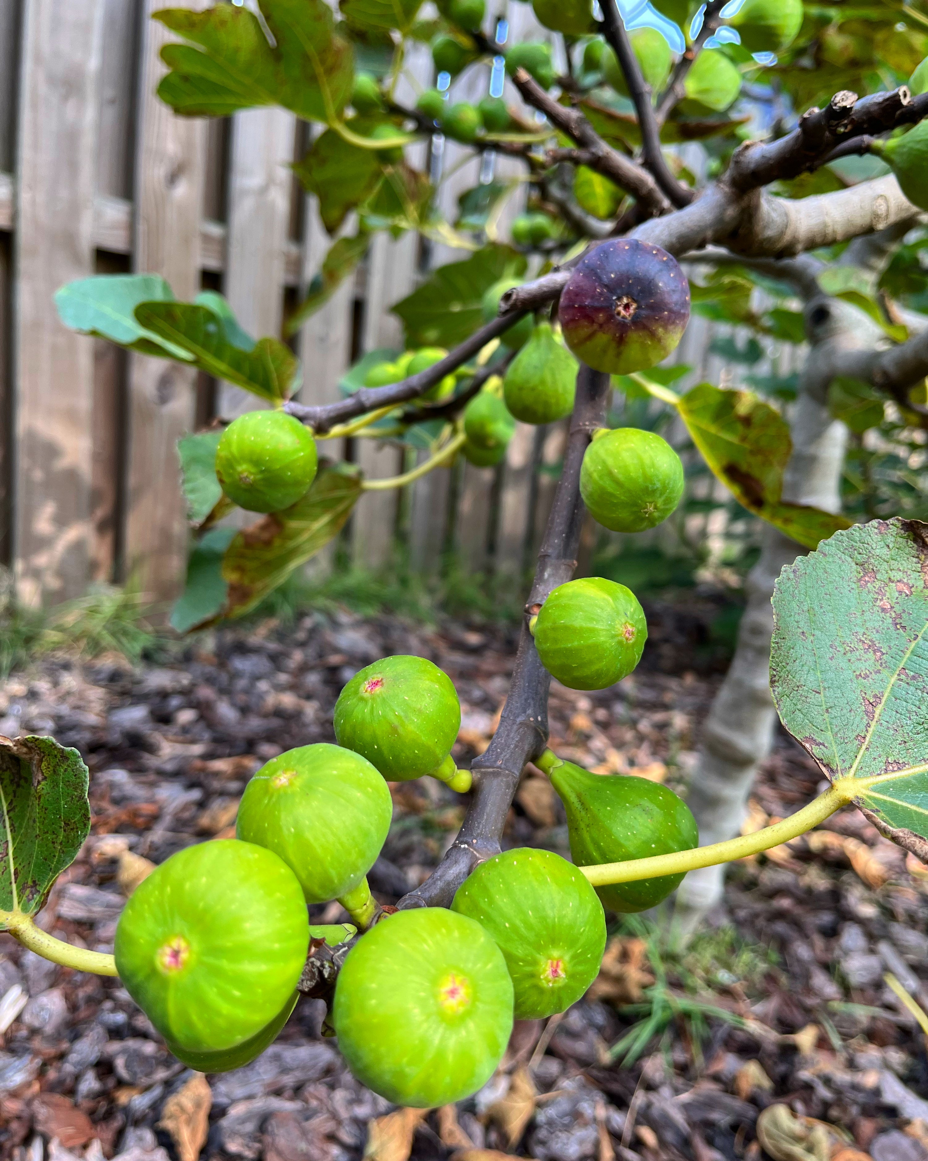 The Best Fig Trees from Across the World. – Phil's Figs