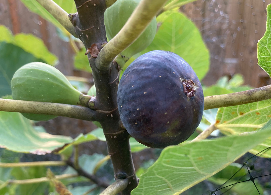 The Best Fig Trees from Across the World. – Phil's Figs