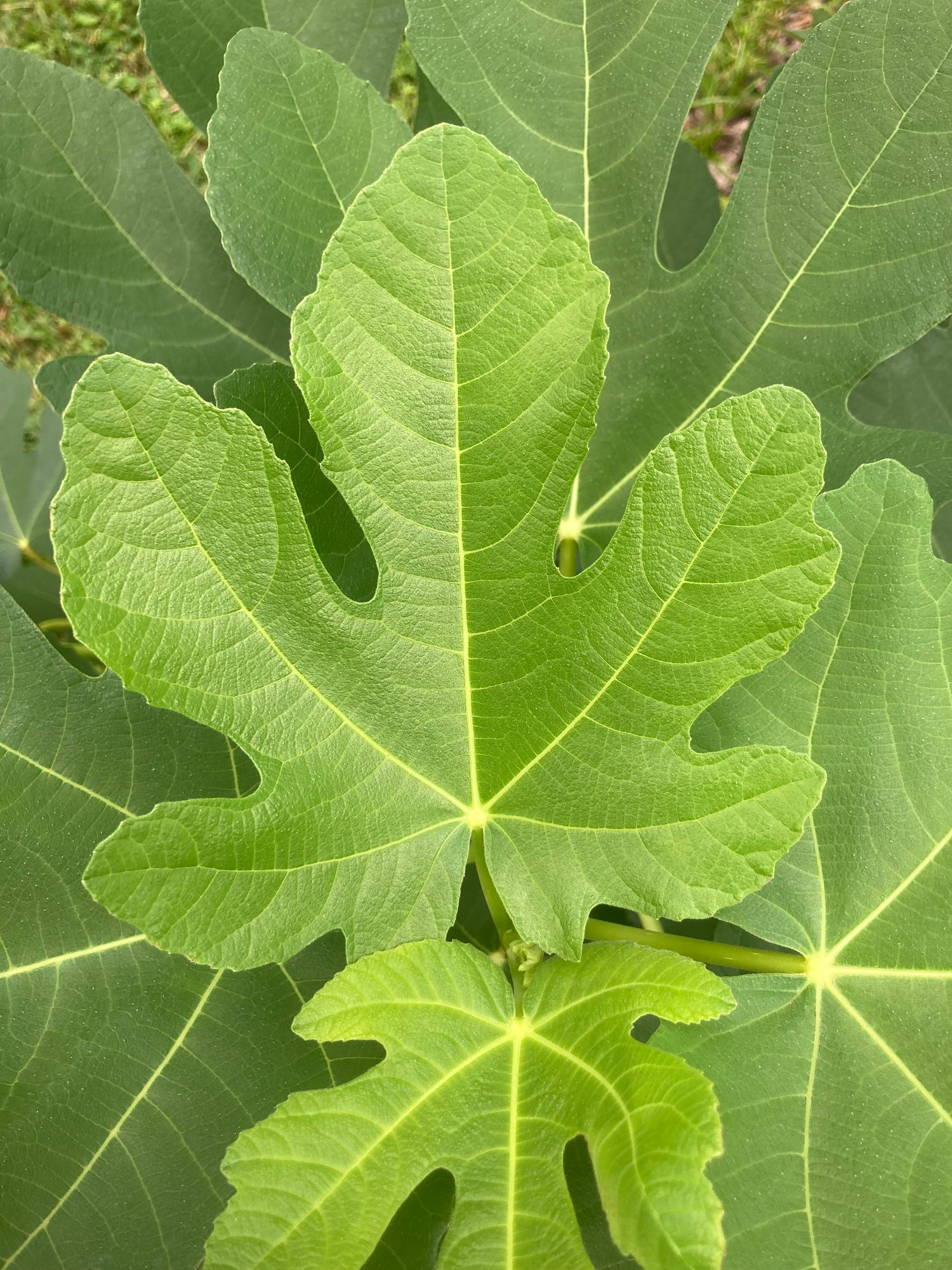 The Best Fig Trees from Across the World. – Phil's Figs