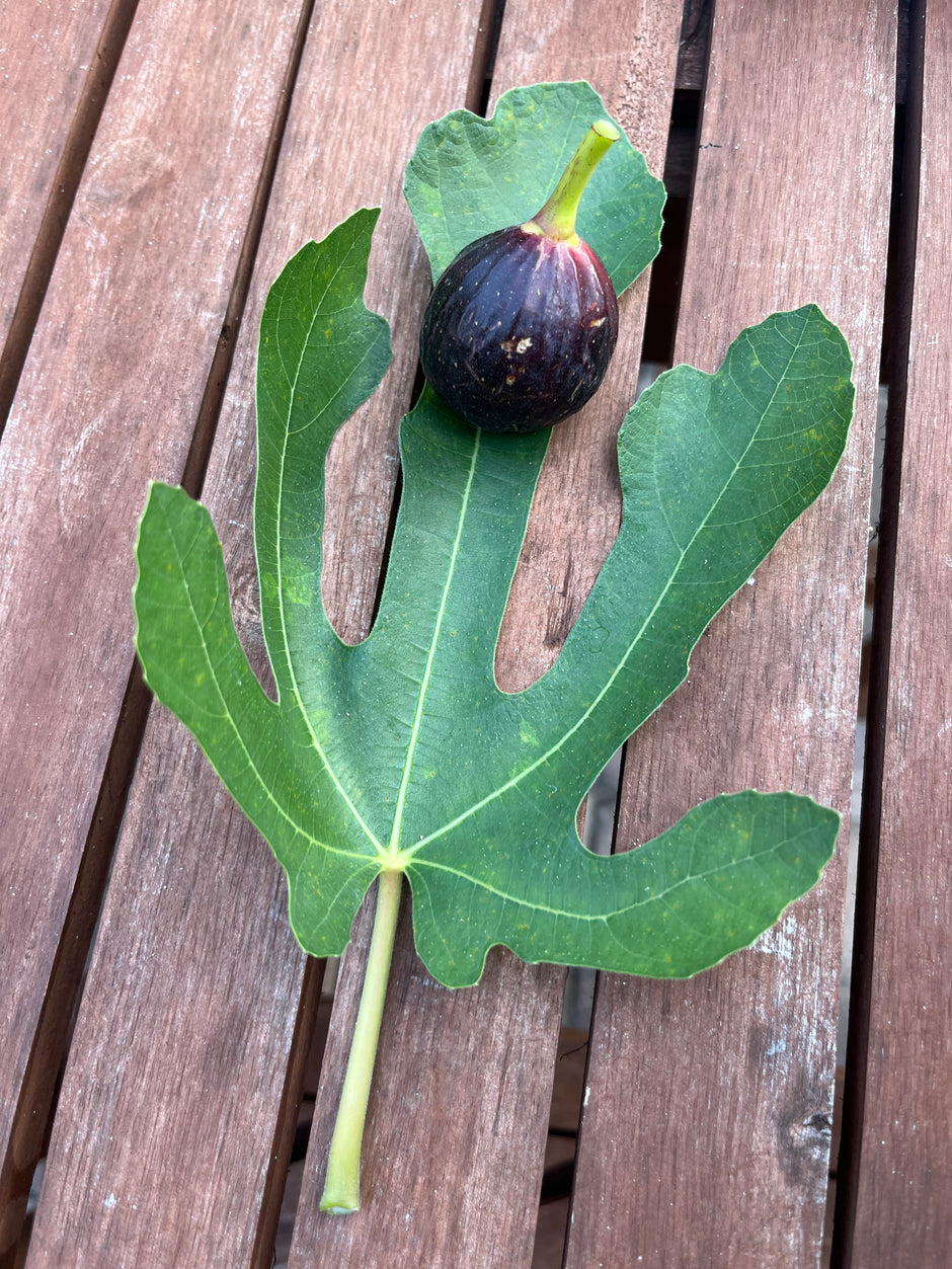 Products – Phil's Figs