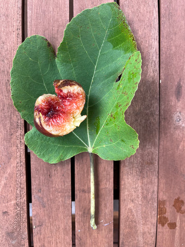 The Best Fig Trees from Across the World. – Phil's Figs