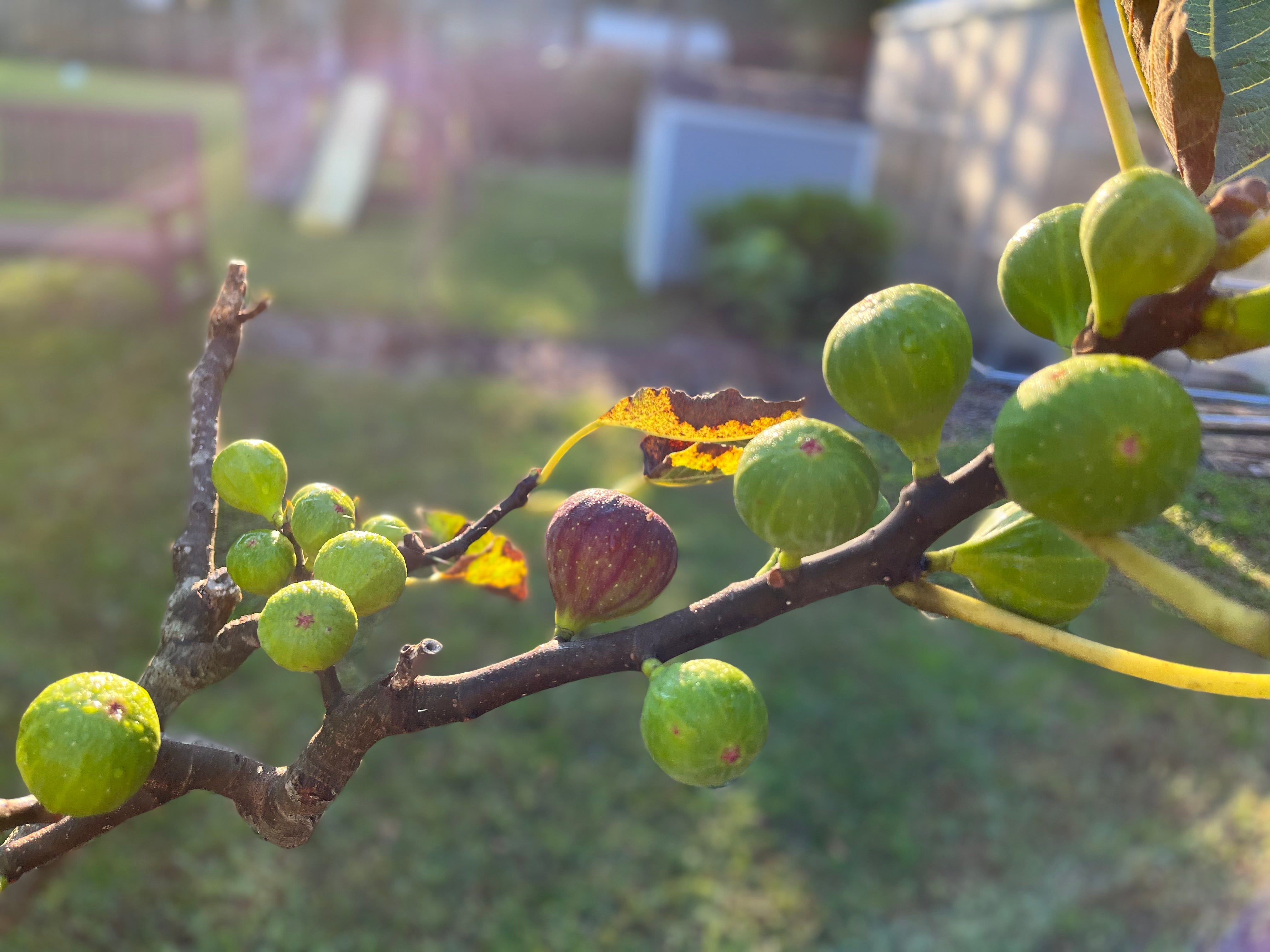 Products – Phil's Figs