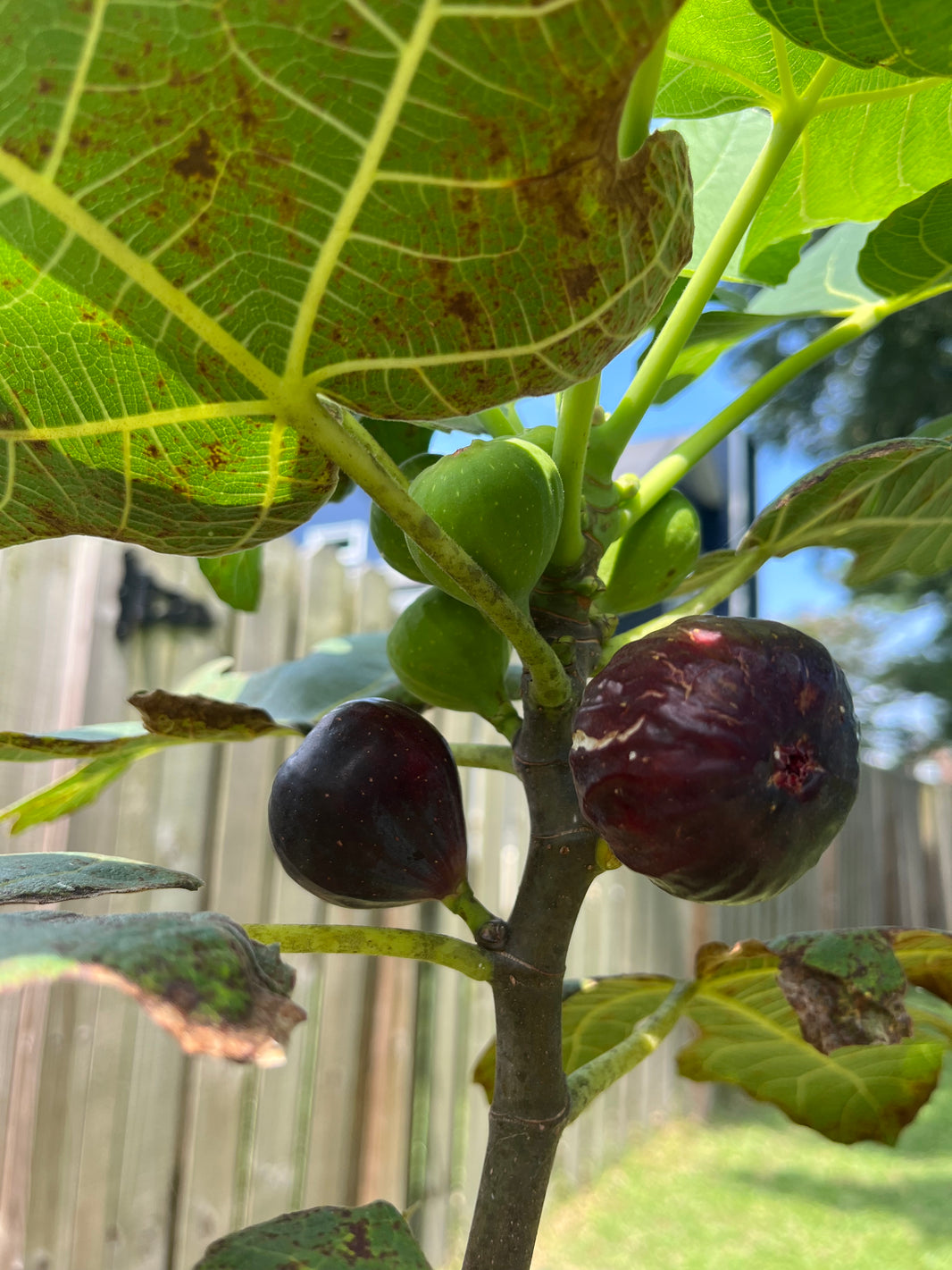 Products – Phil's Figs